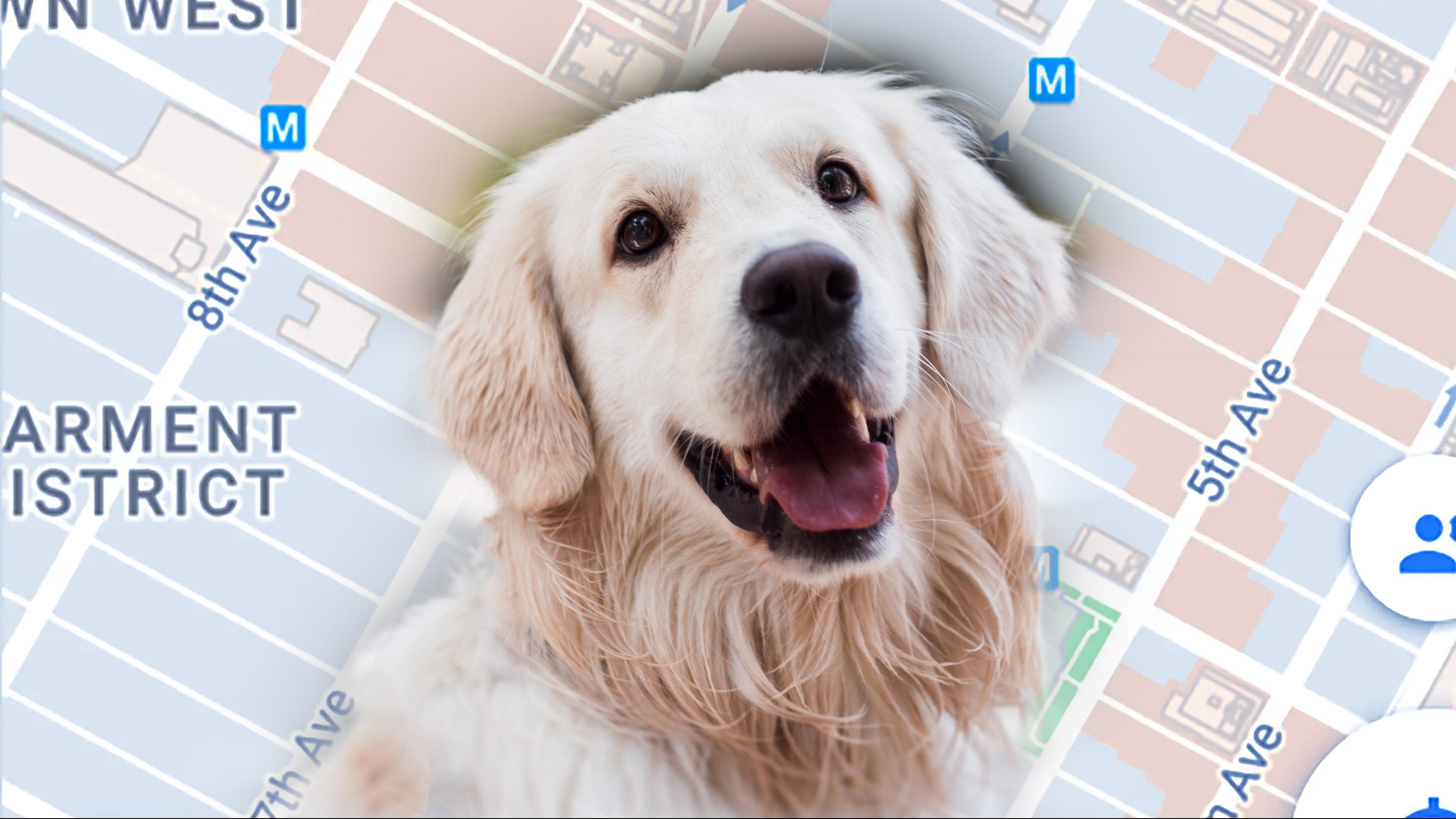 Study Reveals Guide Dogs Can’t Use Google Maps - The Squeaky Wheel