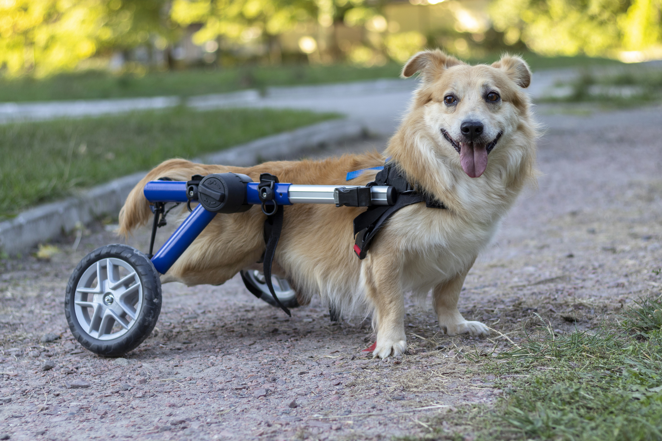 Disabled Dog Receives Better Accommodations than Disabled Human - The ...