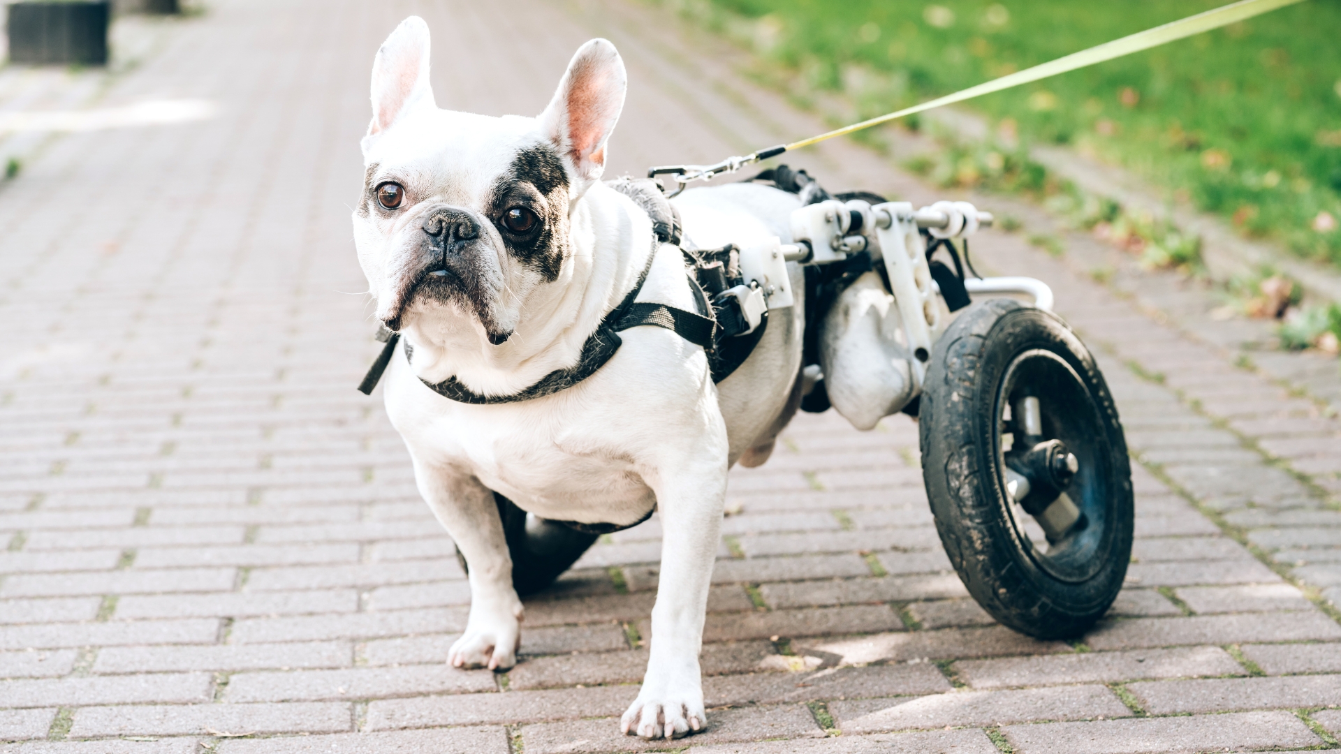 Disabled Dog Requests Service Human - The Squeaky Wheel